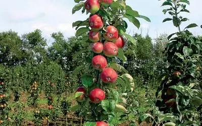 Árvore de maçã do cólon