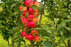 Crescendo e cuidar de uma macieira em forma de cólon, a que distância a plantar