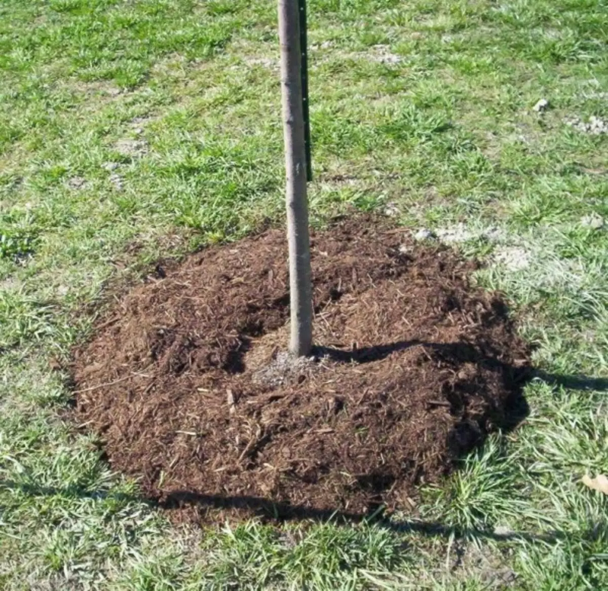 plantando maçã