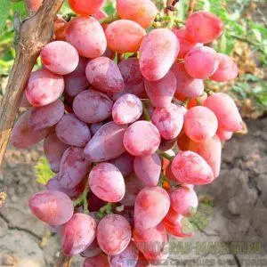 Katrangan Grape Amethyst Novechellassky, Landing lan Tanduran