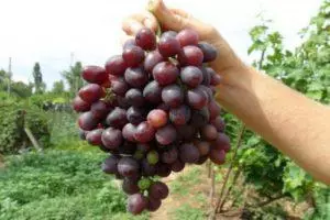 Katerangan sareng ciri anggur anggur Graza Nikopol, badarat sareng perawatan