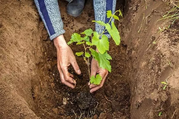 працэс пасадкі