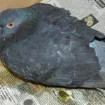 Cocidez dans les pigeons: Symptômes et traitement, diagnostic et prévention 429_2