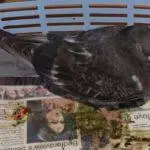 Kozu v holuby: symptomy a léčba, diagnostika a prevence 429_3