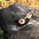 Kozu v holuby: symptomy a léčba, diagnostika a prevence 429_6