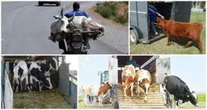 Regler för transport av kor och vilken transport att välja, den nödvändiga dokumentationen