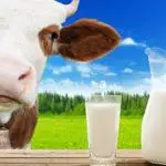 Když můžete pít mléko po kravském tele: kolik dní kolostrum zmizí 4302_5