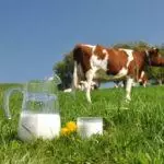 هنگامی که شما می توانید شیر را پس از گوساله گاو بنوشید: چند روز کلستروم ناپدید می شود 4302_6
