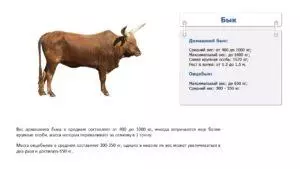 Скільки в середньому важить бик і таблиця за віком, топ-4 методу розрахунку