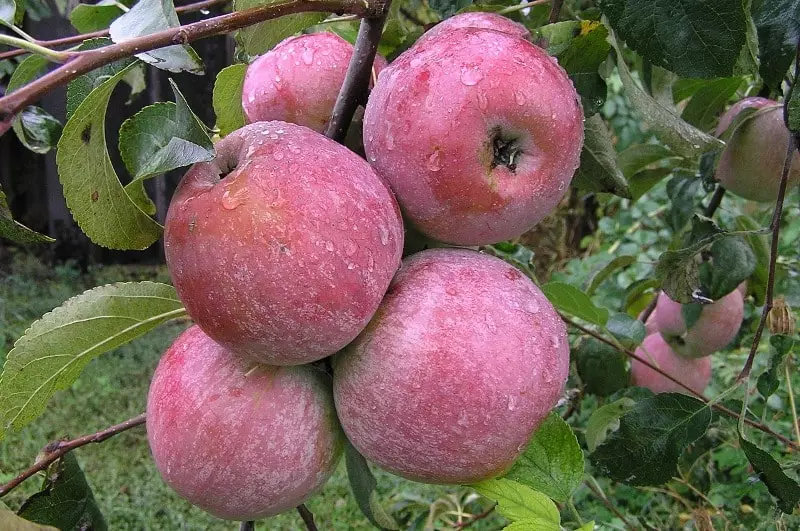 แอปเปิ้ลต้นไม้ Welcy