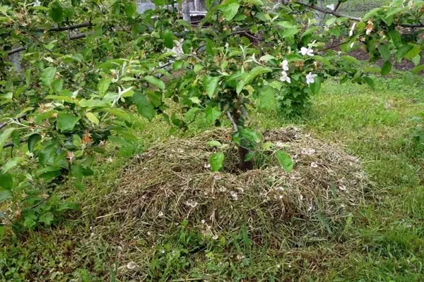 Mulching av äpple