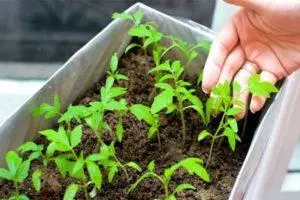 Kuidas ja millal panna tomatid seemikud kodus, saladusi ja ajakava