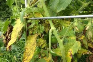 Treatment and prevention of fusarious fading of tomatoes