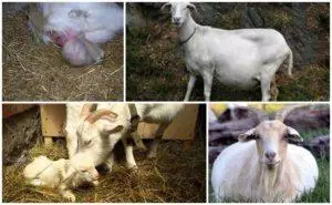 Goat- ის Octo- ს ნიშნები და რა უნდა გააკეთოს შემდეგი, postpartum ზრუნვა და პრობლემები