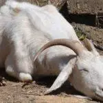 Piroplasmose em cabras: causas e sintomas, tratamento e prevenção 4329_5