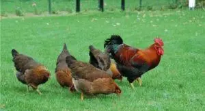 תיאור ומאפיינים של תרנגולות של גזע velzumer, כללי תוכן אנלוגים