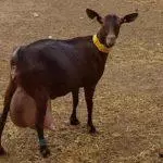 Goats Mursiano Granadina: תיאור ומאפיינים של גזע ספרדית, טיפול 4340_4