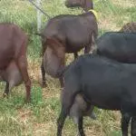 Goats Mursiano Granadina: תיאור ומאפיינים של גזע ספרדית, טיפול 4340_6
