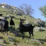 Cabres Mursiano Granadina: Descripció i característiques de la raça espanyola, cura 4340_7