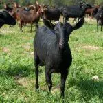 Cabres Mursiano Granadina: Descripció i característiques de la raça espanyola, cura 4340_8