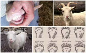 Wie in Zähnen, Hörnern und Erscheinungsbild, um das Alter von Ziegen und fehlerhaften Methoden zu bestimmen