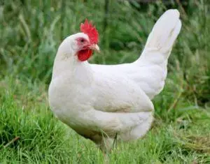 Beskrivelse og betingelser for kyllinger