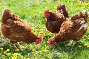 Beskrivelse og egenskaper av kyllinger brun kallenavn, egenskaper av innhold
