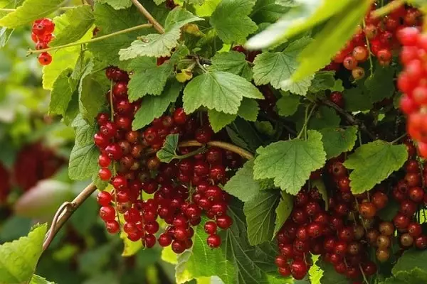 Prepare currants