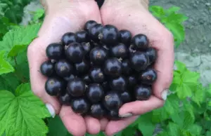 Description of the best varieties of currant for the Moscow region and the subtleties of growing