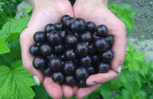 Апісанне лепшых гатункаў парэчак для Падмаскоўя і тонкасці вырошчвання