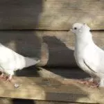 Baku Pigeons: Mô tả về giống, loại và tên của chuỗi, cách xử lý và duy trì 435_1