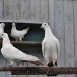 Baku Pigeons: Mô tả về giống, loại và tên của chuỗi, cách xử lý và duy trì 435_10