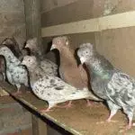 Baku Pigeons: Mô tả về giống, loại và tên của chuỗi, cách xử lý và duy trì 435_11