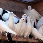 Baku Pigeons: Mô tả về giống, loại và tên của chuỗi, cách xử lý và duy trì 435_14