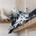 Baku Pigeons: Mô tả về giống, loại và tên của chuỗi, cách xử lý và duy trì 435_15