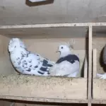 Baku Pigeons: Mô tả về giống, loại và tên của chuỗi, cách xử lý và duy trì 435_16