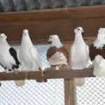 Baku Pigeons: Mô tả về giống, loại và tên của chuỗi, cách xử lý và duy trì 435_18