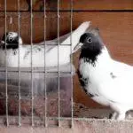 Baku Pigeons: Mô tả về giống, loại và tên của chuỗi, cách xử lý và duy trì 435_19