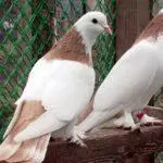 Baku Pigeons: Mô tả về giống, loại và tên của chuỗi, cách xử lý và duy trì 435_2