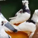 Baku Pigeons: Mô tả về giống, loại và tên của chuỗi, cách xử lý và duy trì 435_20