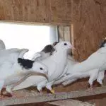 Baku Pigeons: Mô tả về giống, loại và tên của chuỗi, cách xử lý và duy trì 435_3