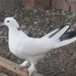 Baku Pigeons: Mô tả về giống, loại và tên của chuỗi, cách xử lý và duy trì 435_4