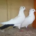 Baku Pigeons: Mô tả về giống, loại và tên của chuỗi, cách xử lý và duy trì 435_5