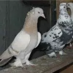 Baku Pigeons: Mô tả về giống, loại và tên của chuỗi, cách xử lý và duy trì 435_6