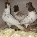 Baku Pigeons: Mô tả về giống, loại và tên của chuỗi, cách xử lý và duy trì 435_9