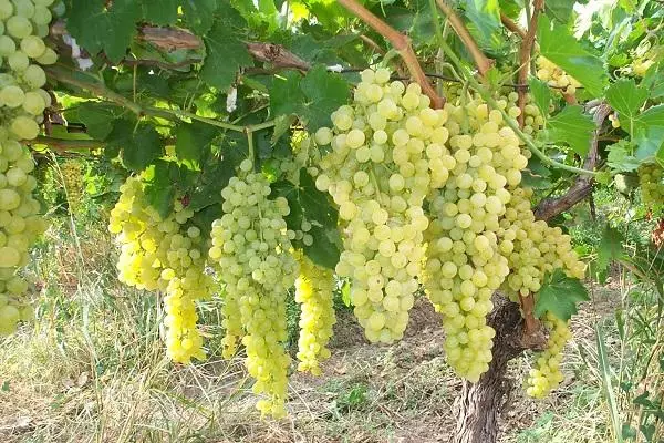 চিকিত্সা vineyards.