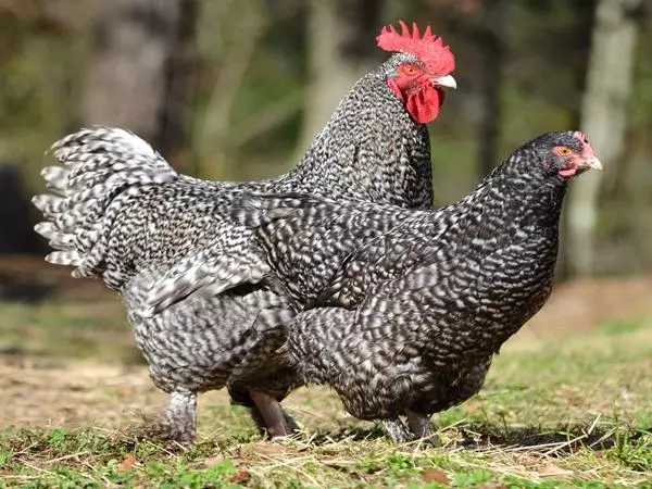 Breed hænur Mechelen Cuckoo