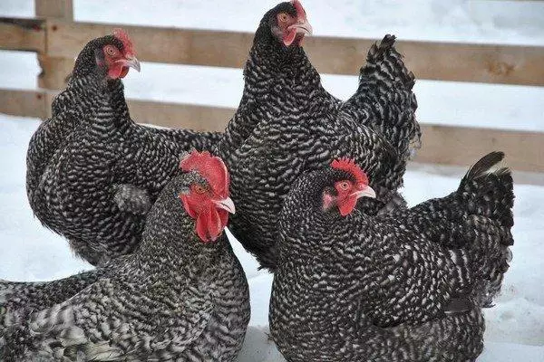 Breed chickens Mechelen cuckoo