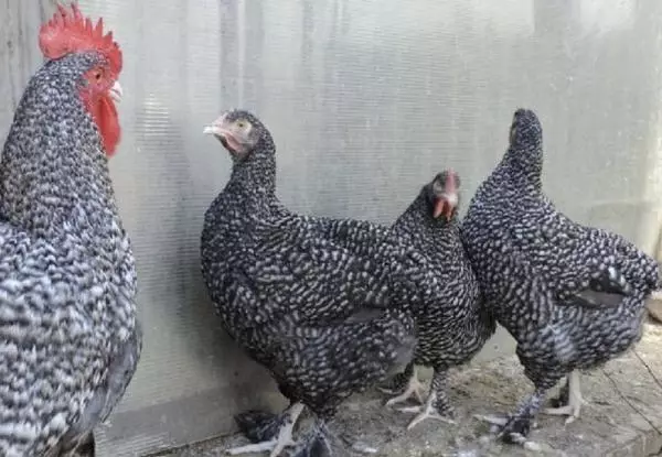 Breed Chickens Mechelen Cuckoo.