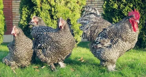 Breed Chickens Mechelen Cuckoo